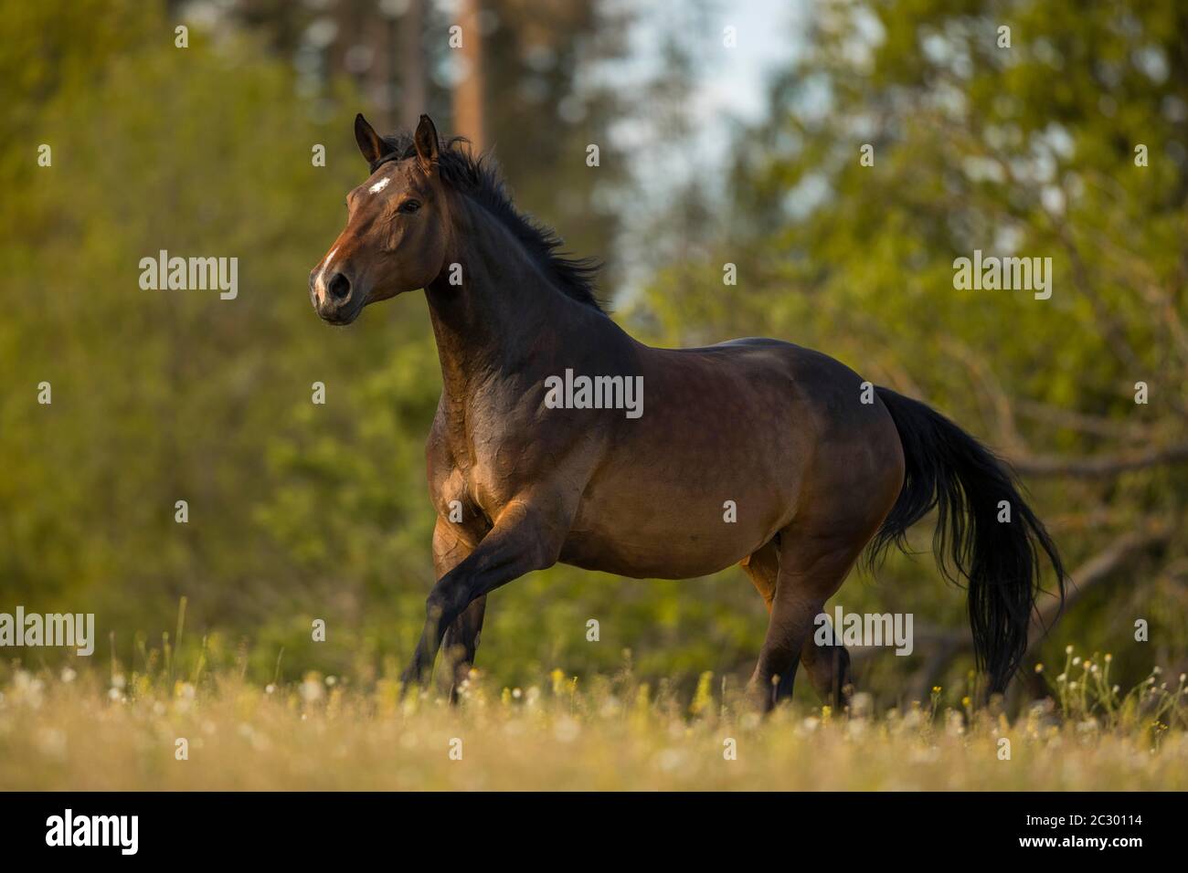 Brown Holstein mare in canter on the pasture, Waldviertel, Austria ...
