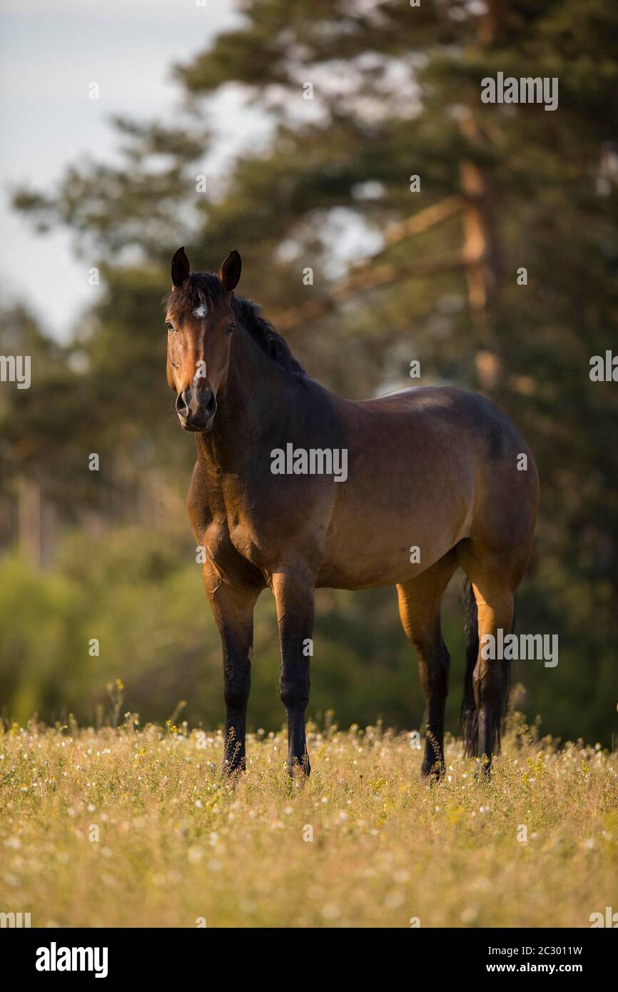 Statue Brown Holstein mare in the pasture, Waldviertel, Austria Stock ...