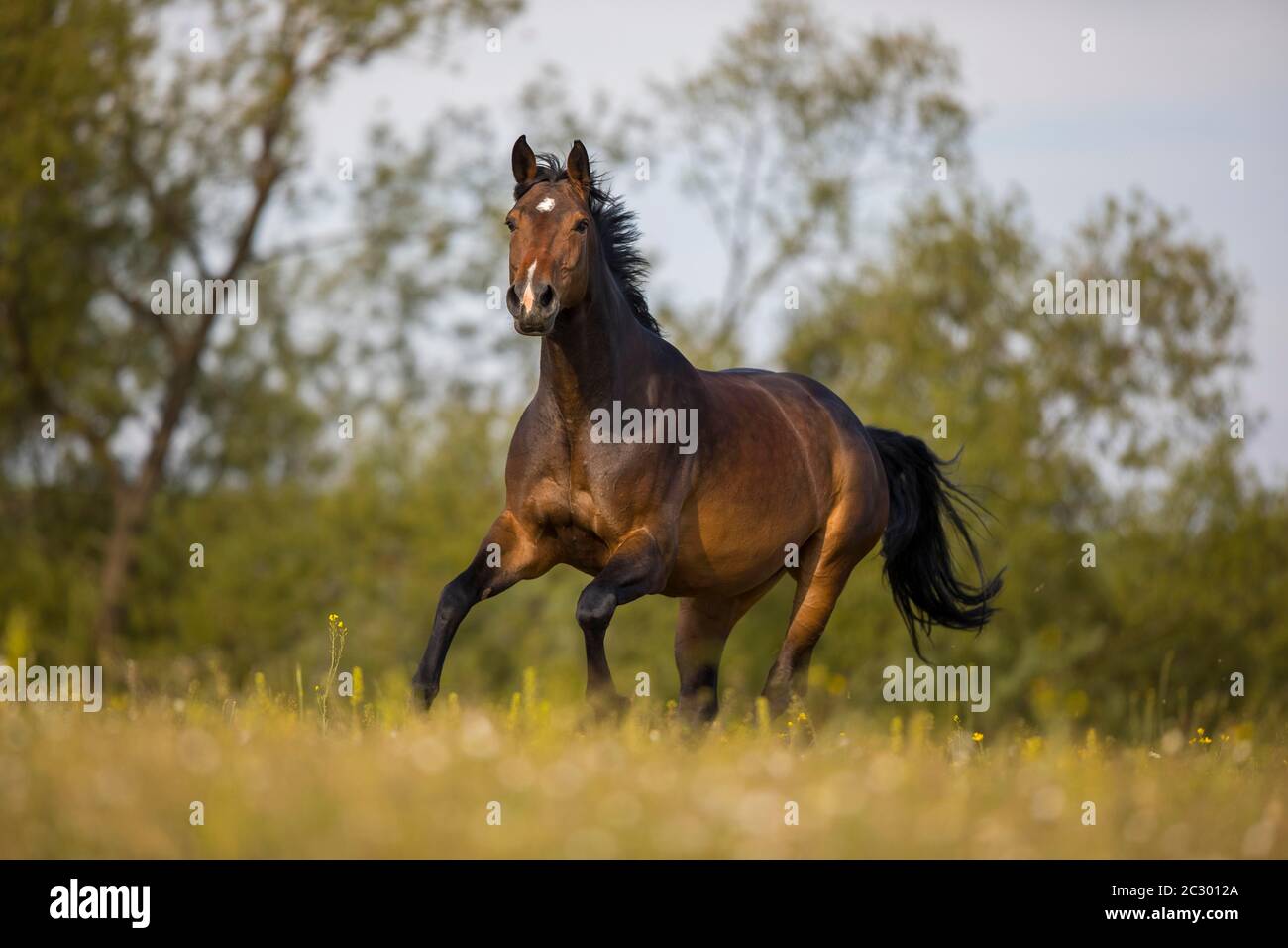 Brown Holstein mare in canter on the pasture, Waldviertel, Austria ...