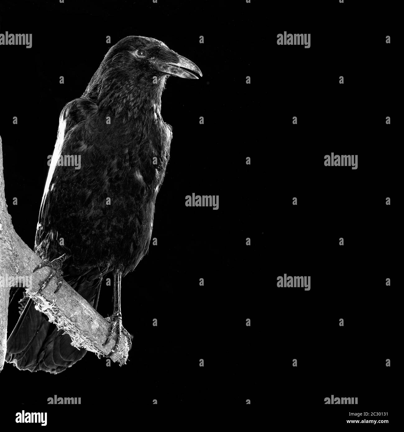 Crow on a branch Black and White Stock Photos & Images - Alamy
