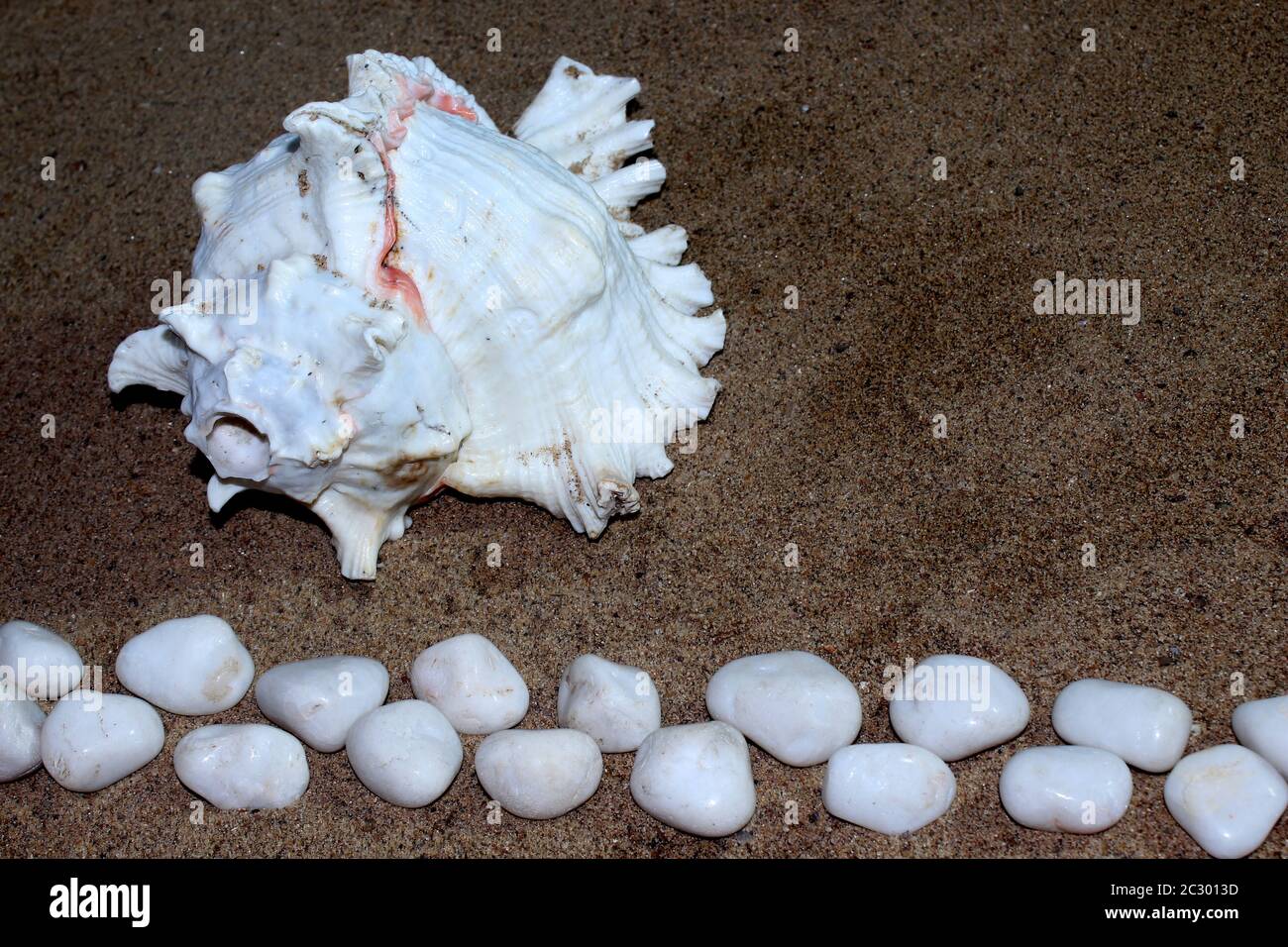 Conch stone hi-res stock photography and images - Alamy