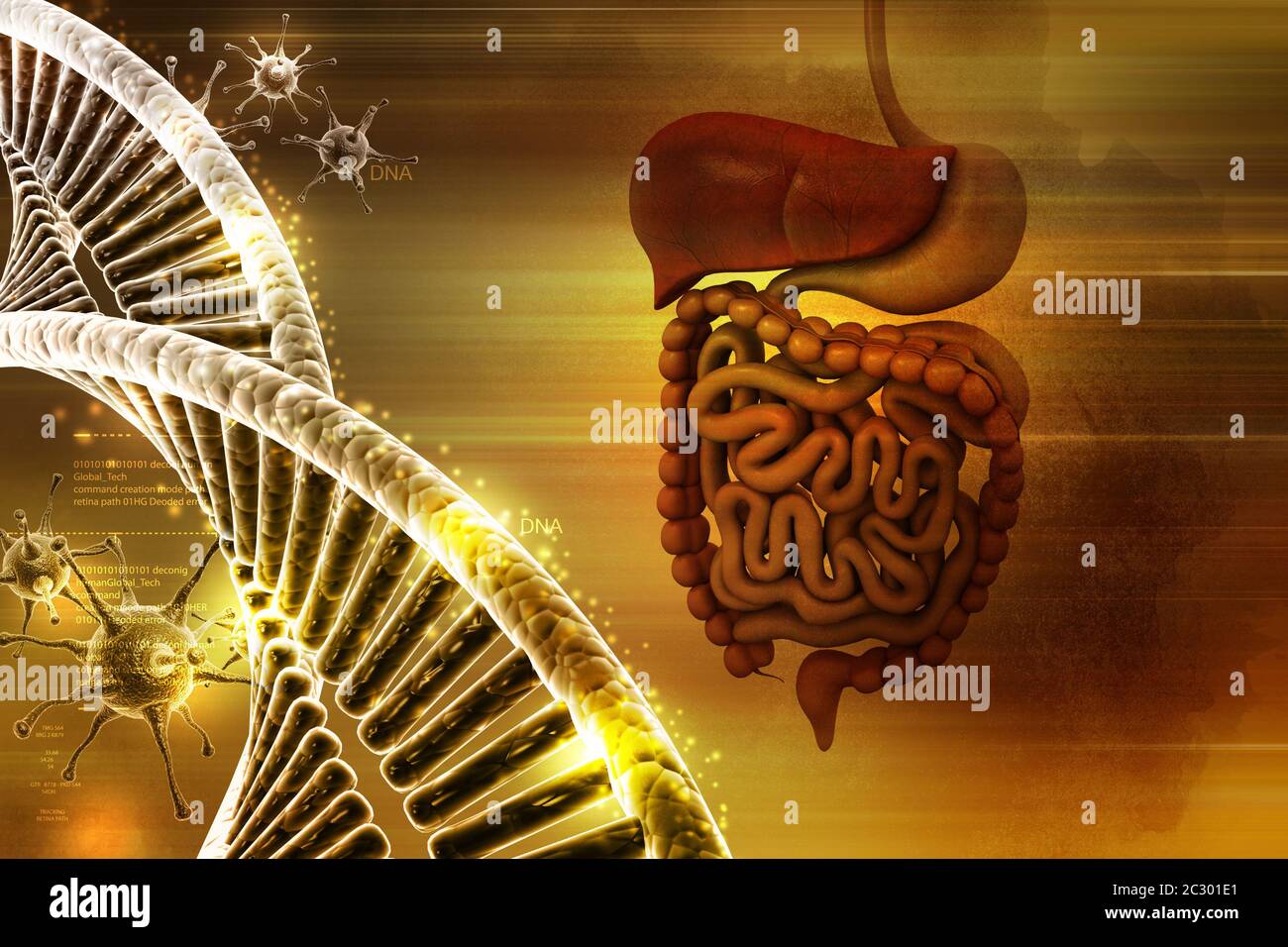 Human digestive system with dna and virus in color background Stock ...