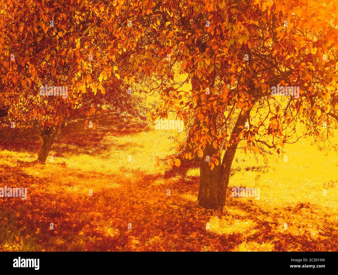 Beautiful autumn landscape background, vintage nature scene in fall ...