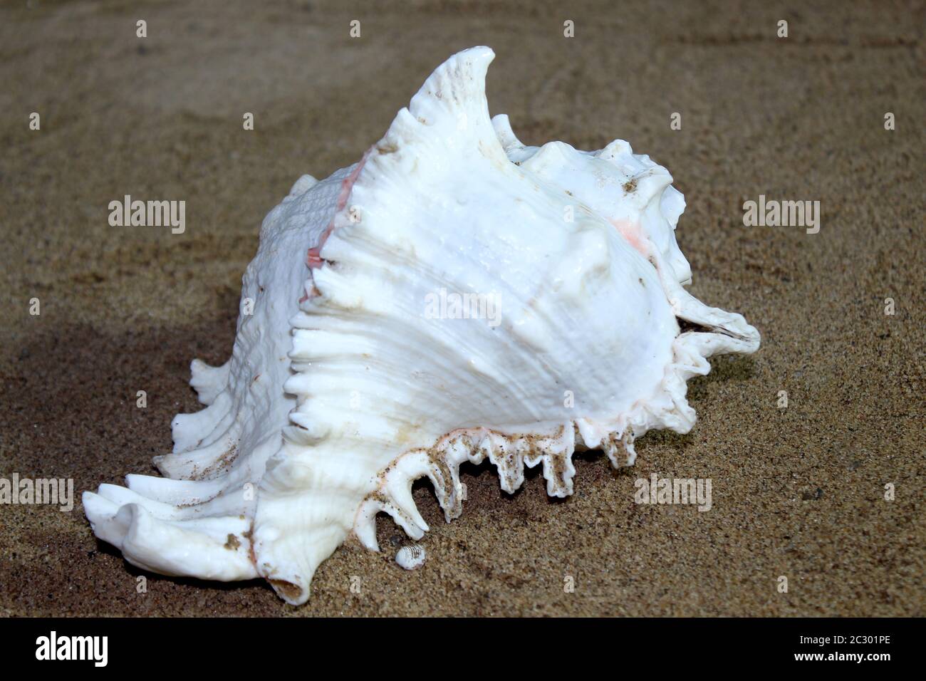sea conch shells with sand as background, selective focus with blur ...