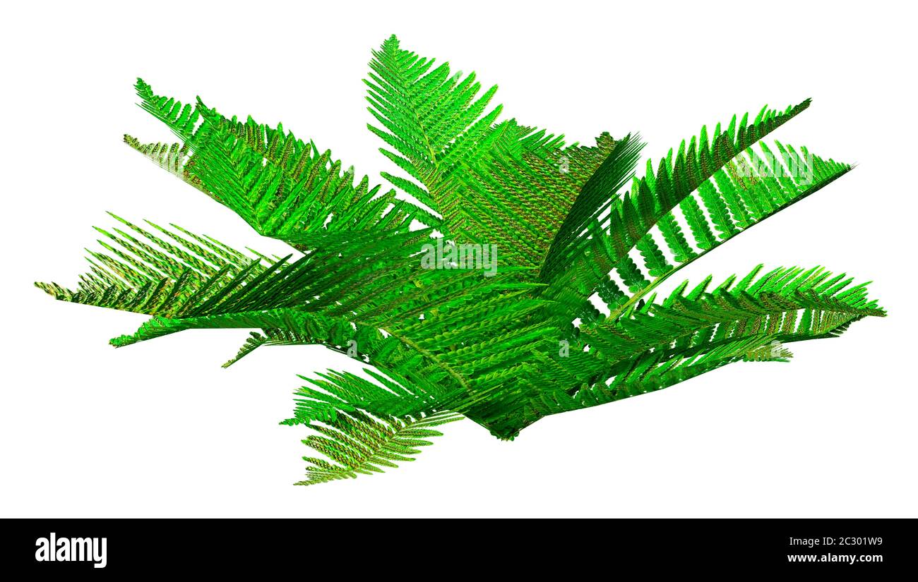 3D rendering of a giant fern plant isolated on white background Stock ...