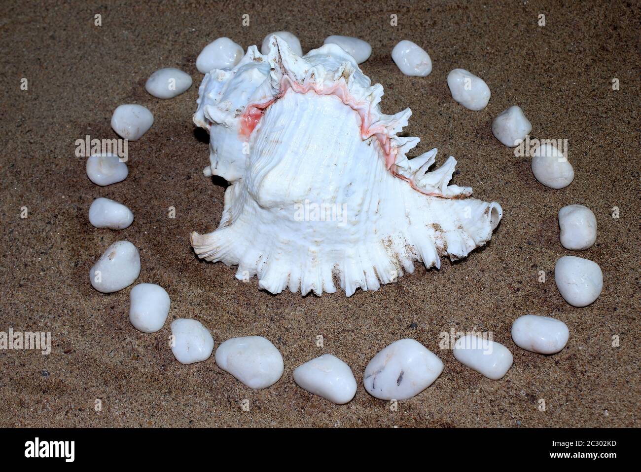 sea conch shells and white rock stone with sand as background ...