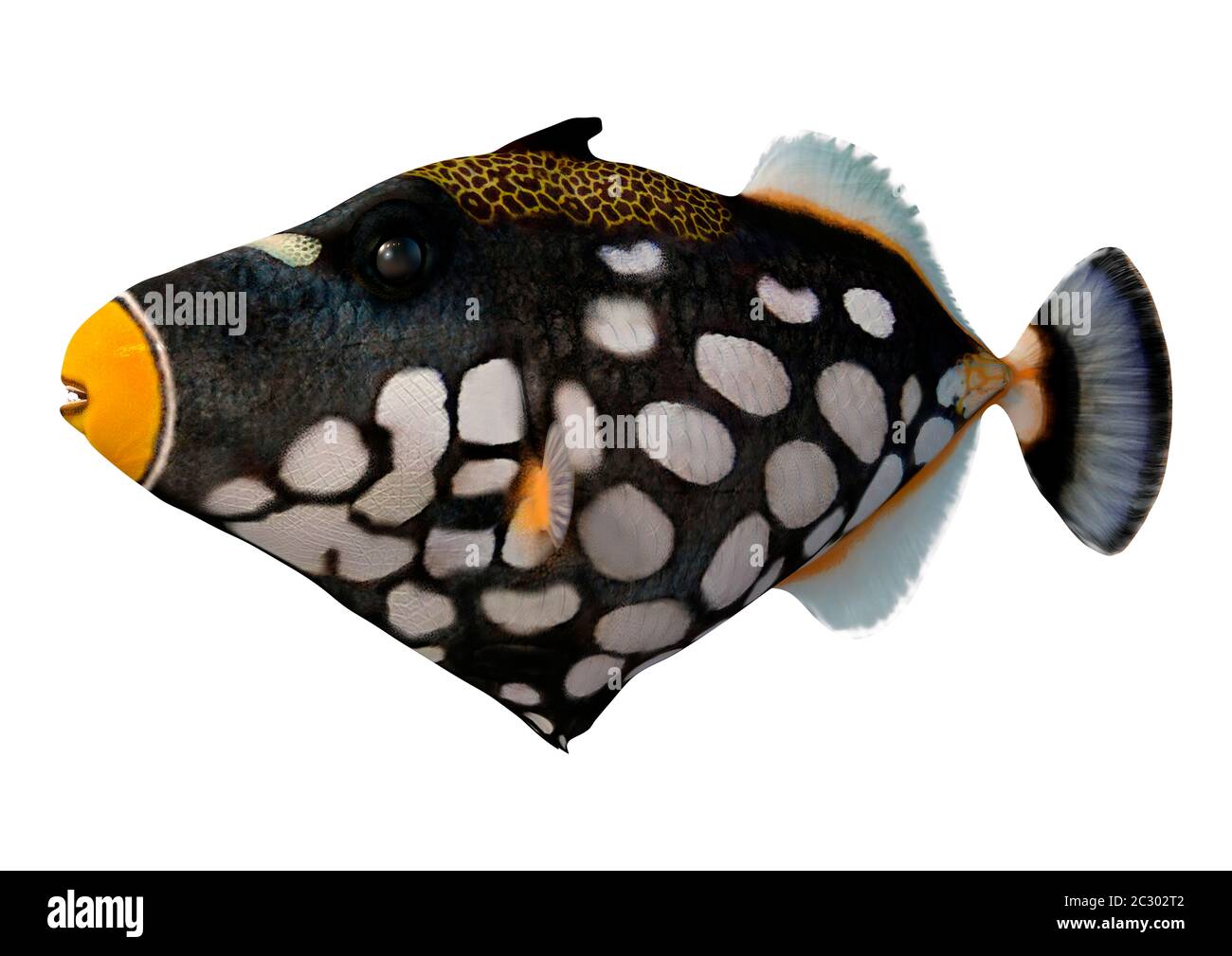 Bigspotted triggerfish Cut Out Stock Images & Pictures - Alamy