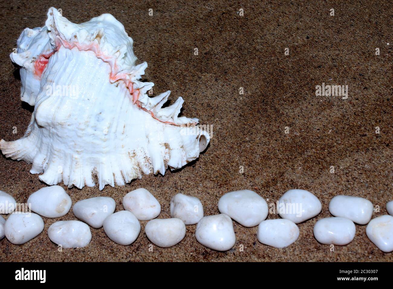 sea conch shells and white rock stone with sand as background ...