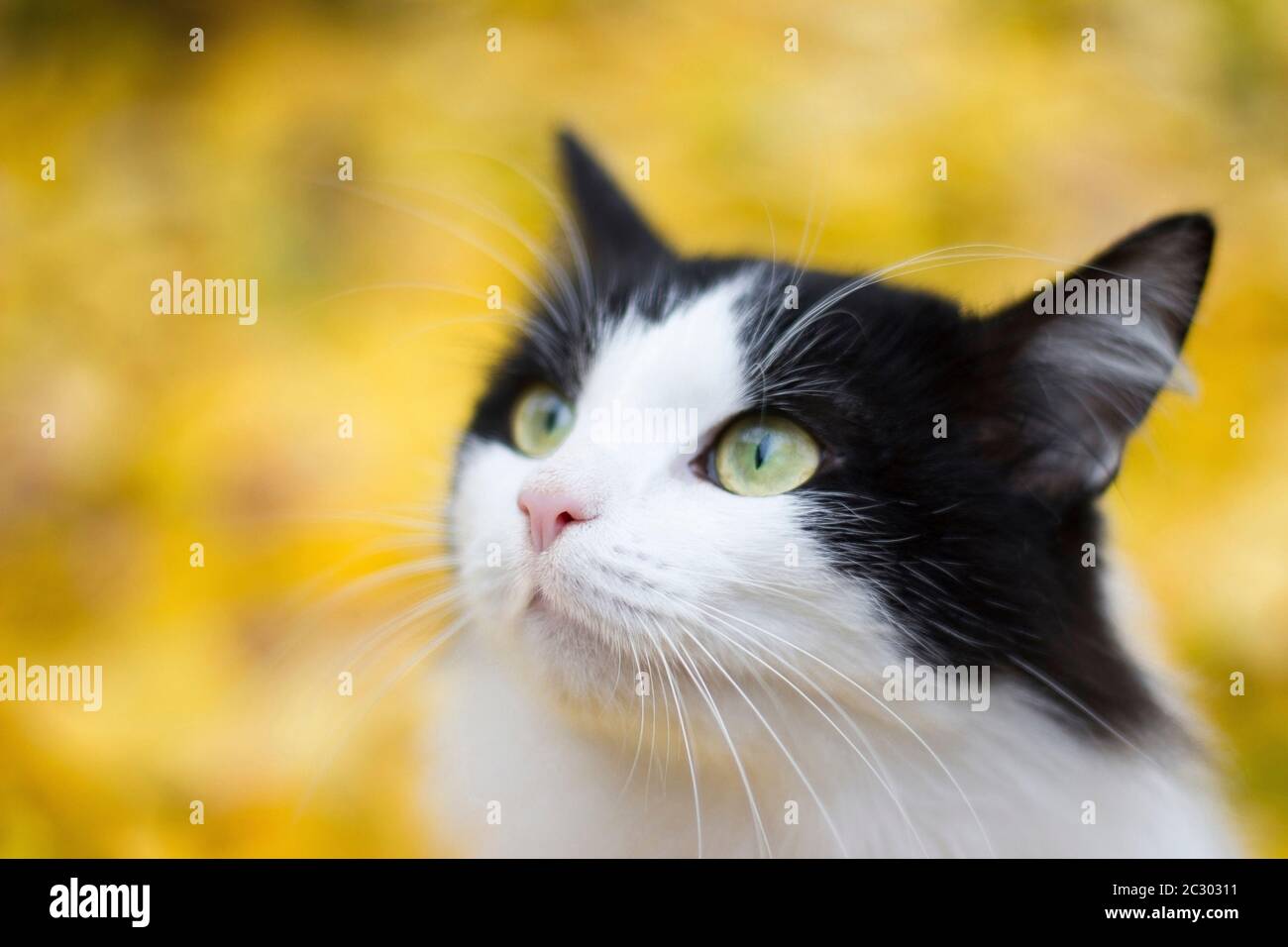 Apricot tabby hi-res stock photography and images - Alamy