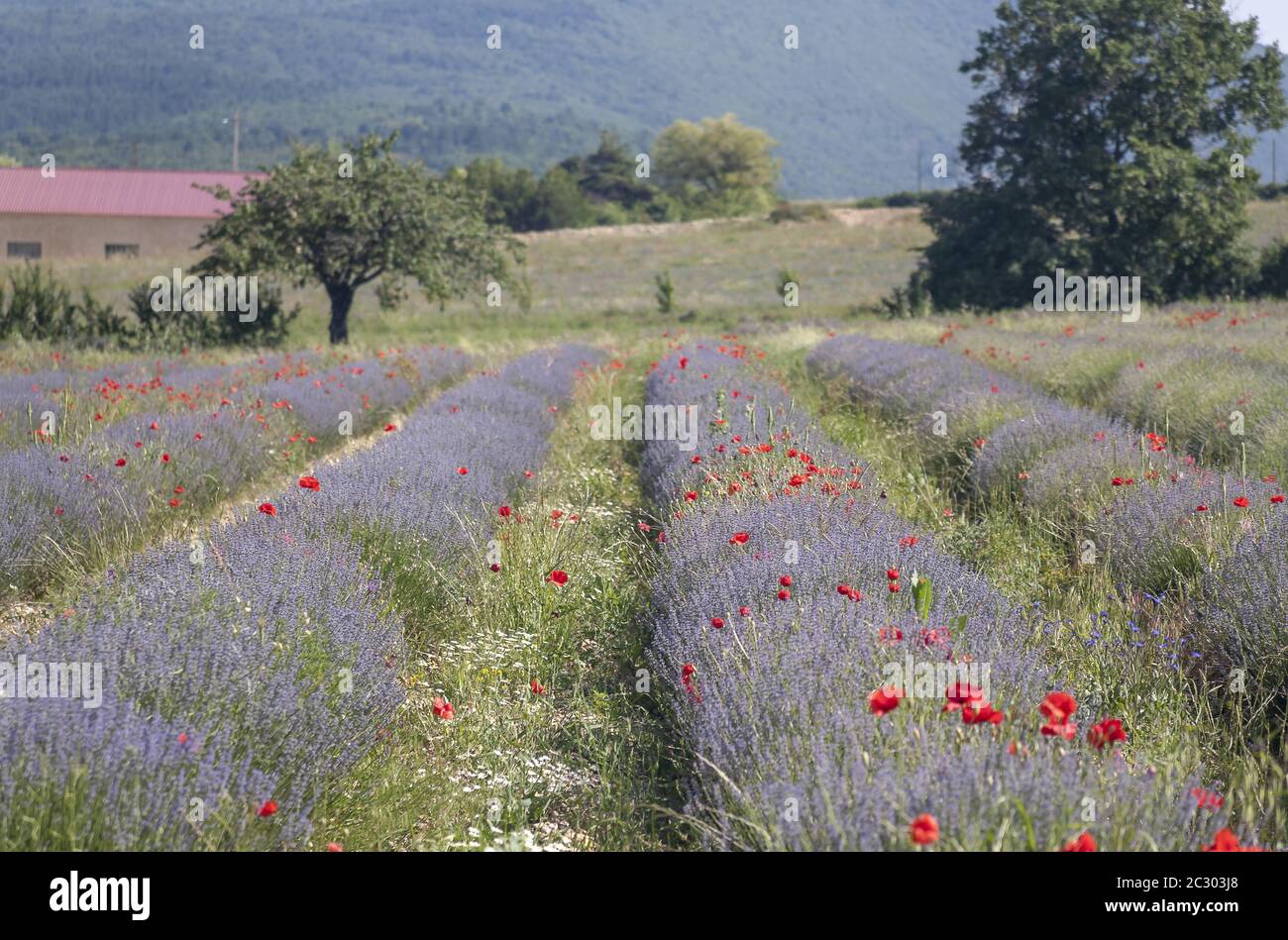 Lavender field corn poppy hi-res stock photography and images - Alamy