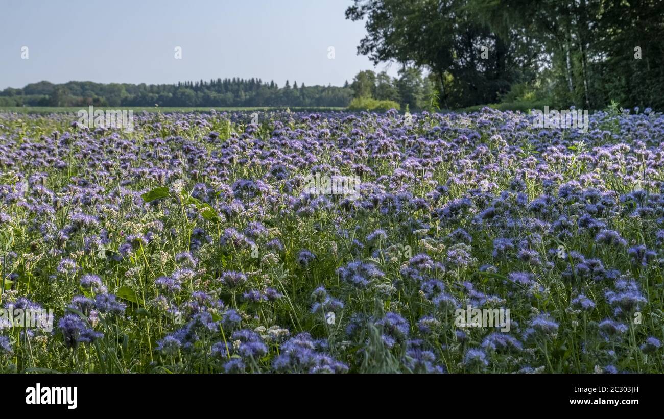 Field with bee friend (Phacelia Stock Photo - Alamy