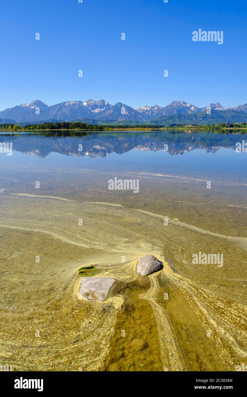 Pollen on water surface hi-res stock photography and images - Alamy