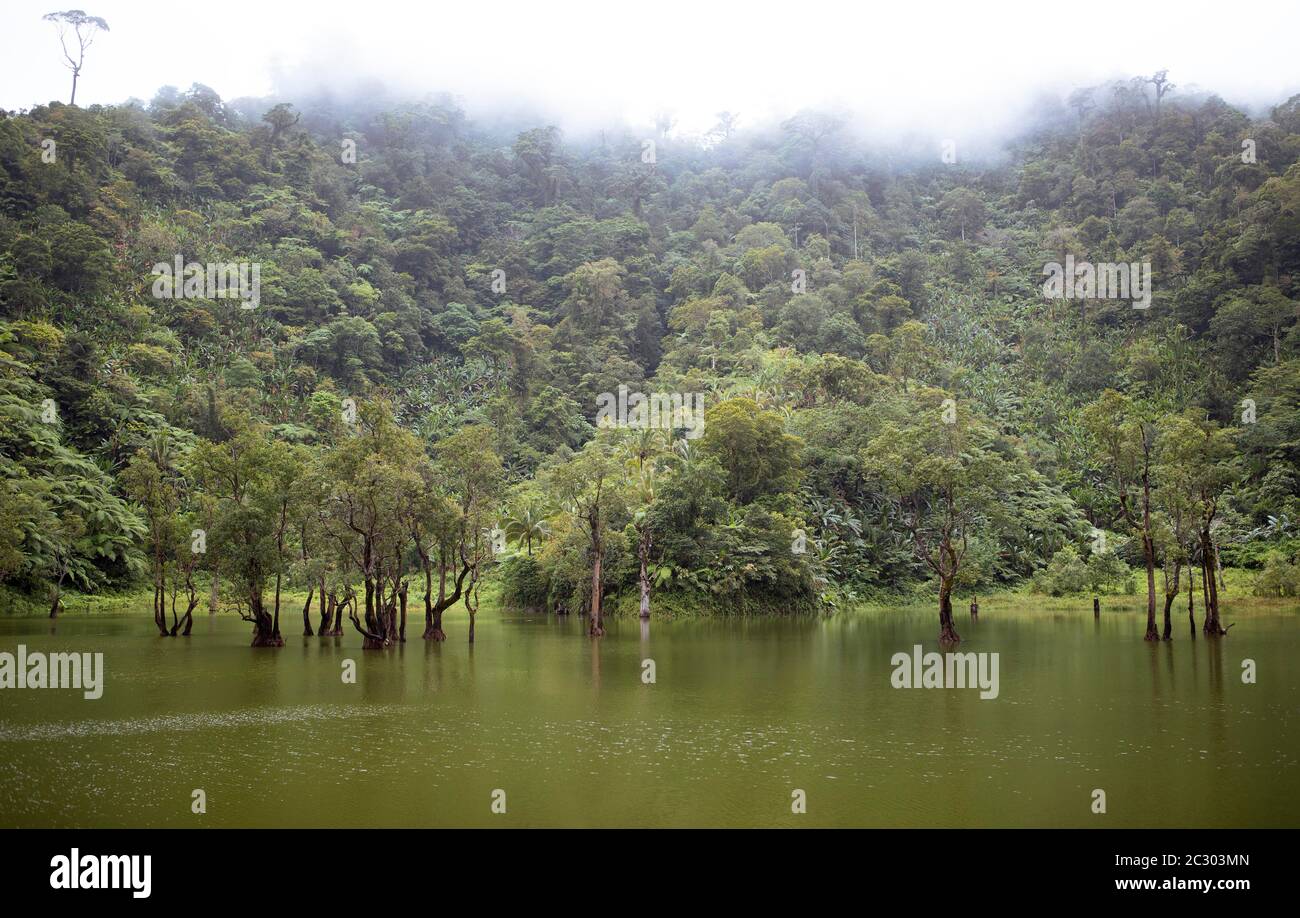 Salix tetrasperma hi-res stock photography and images - Alamy