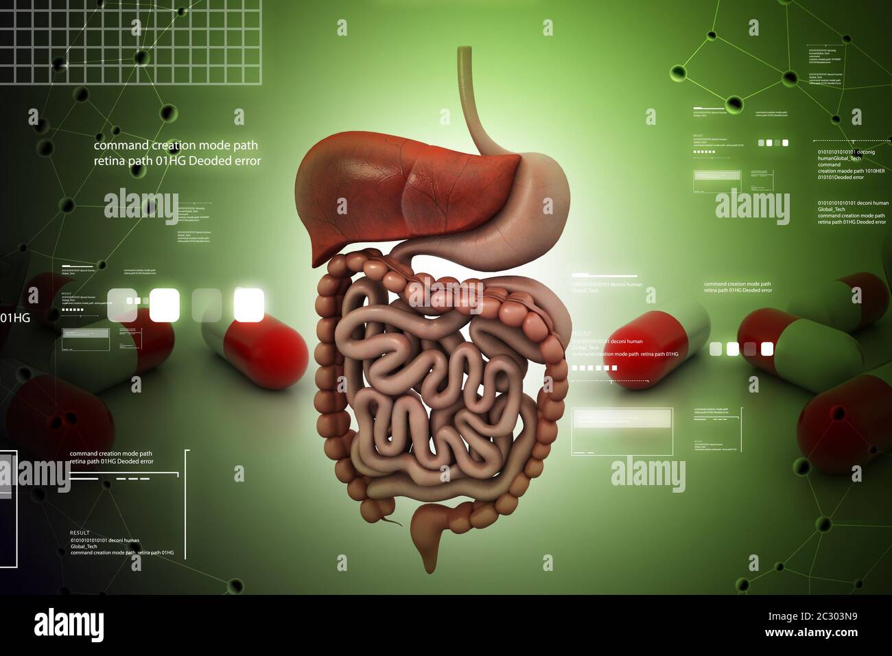 human digestive system Stock Photo - Alamy
