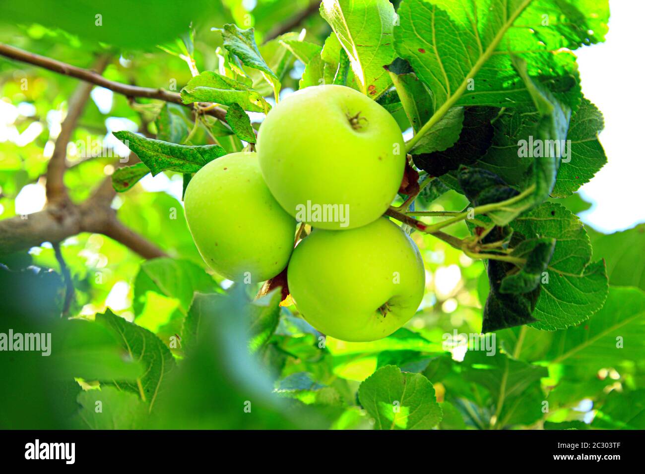 Apples growing in the green tree Stock Photo - Alamy