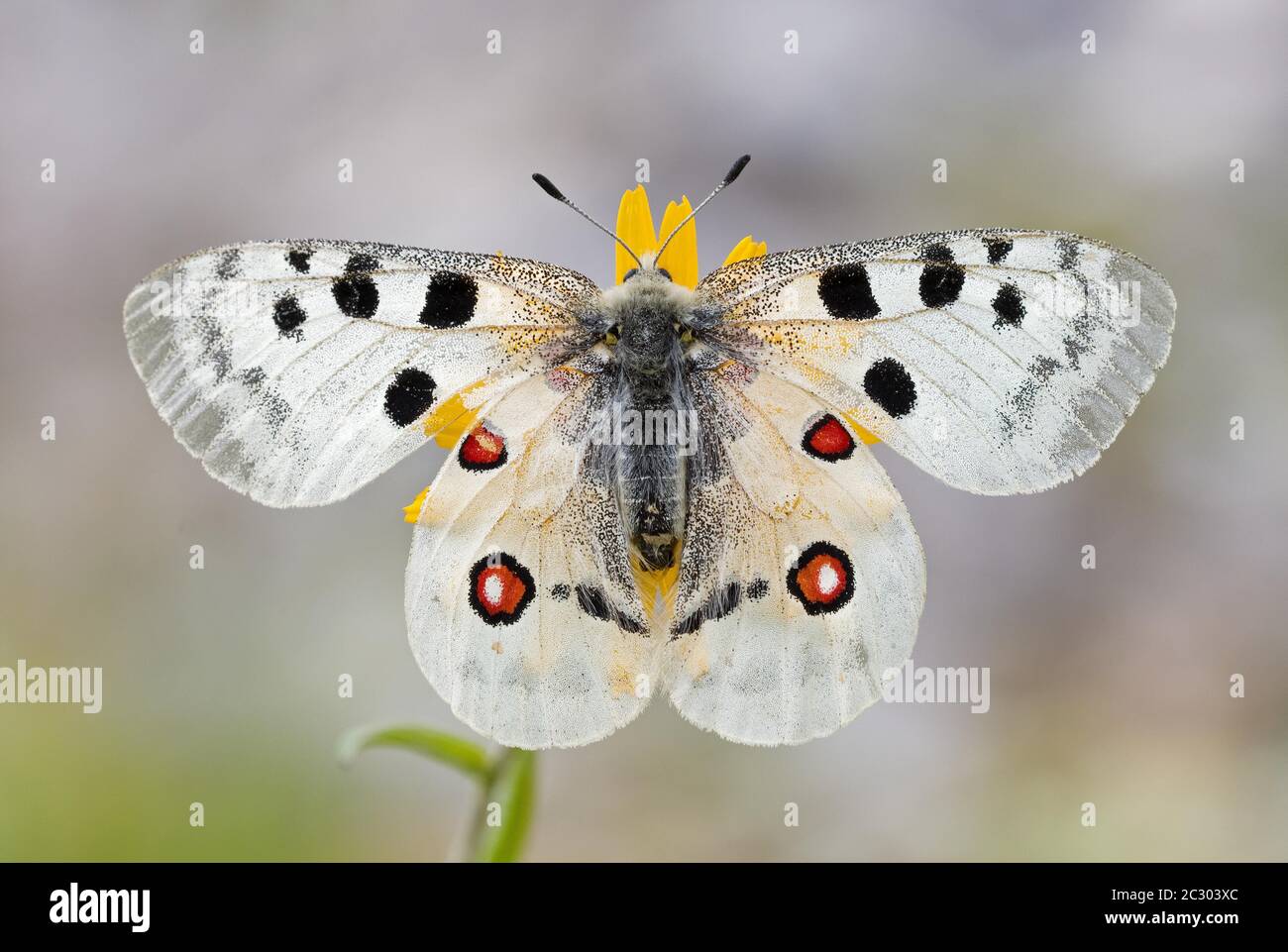 Red Apollo (parnassius apollo) with wings spread on flower, Bavaria ...