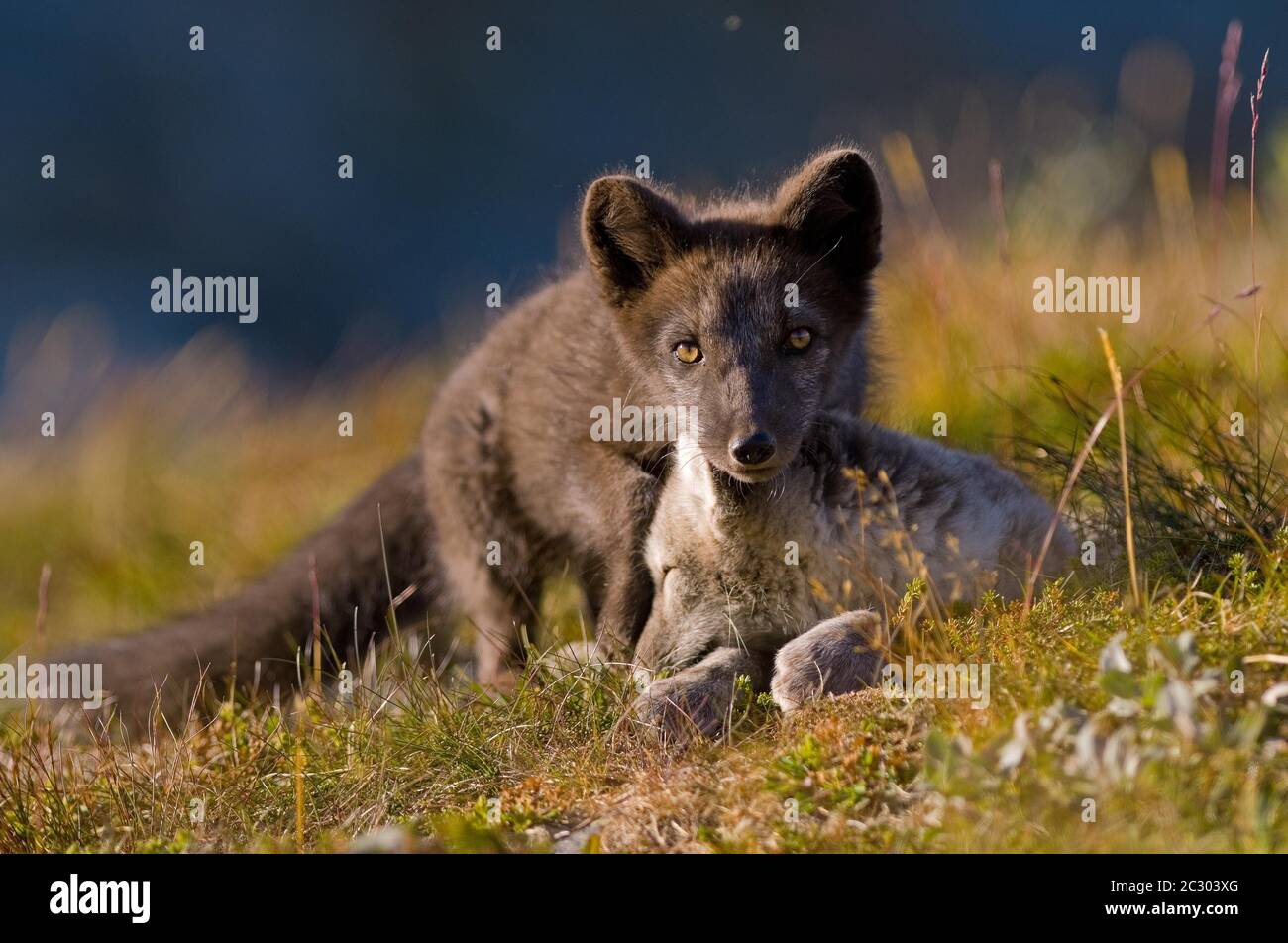Arctic fox (alopex lagopus), two young animals, Dovrefjell, Norway ...