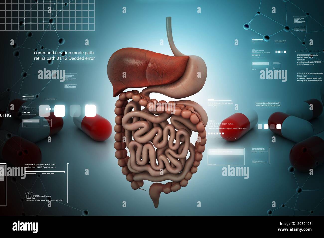 human digestive system Stock Photo - Alamy