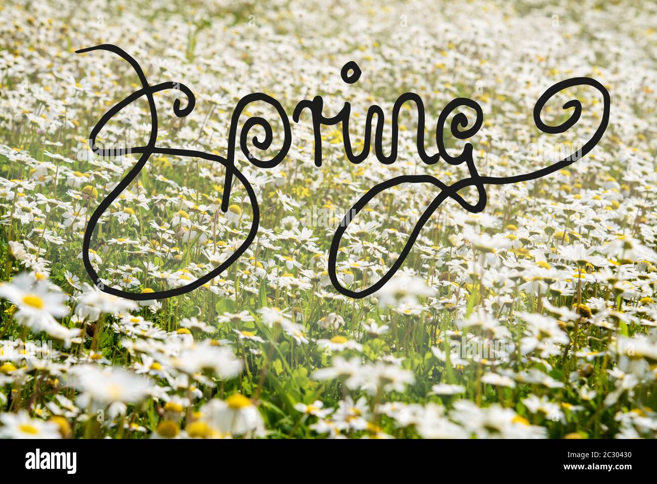 English Calligraphy Spring. Beautiful Scenery Of Sunny, White Daisy ...
