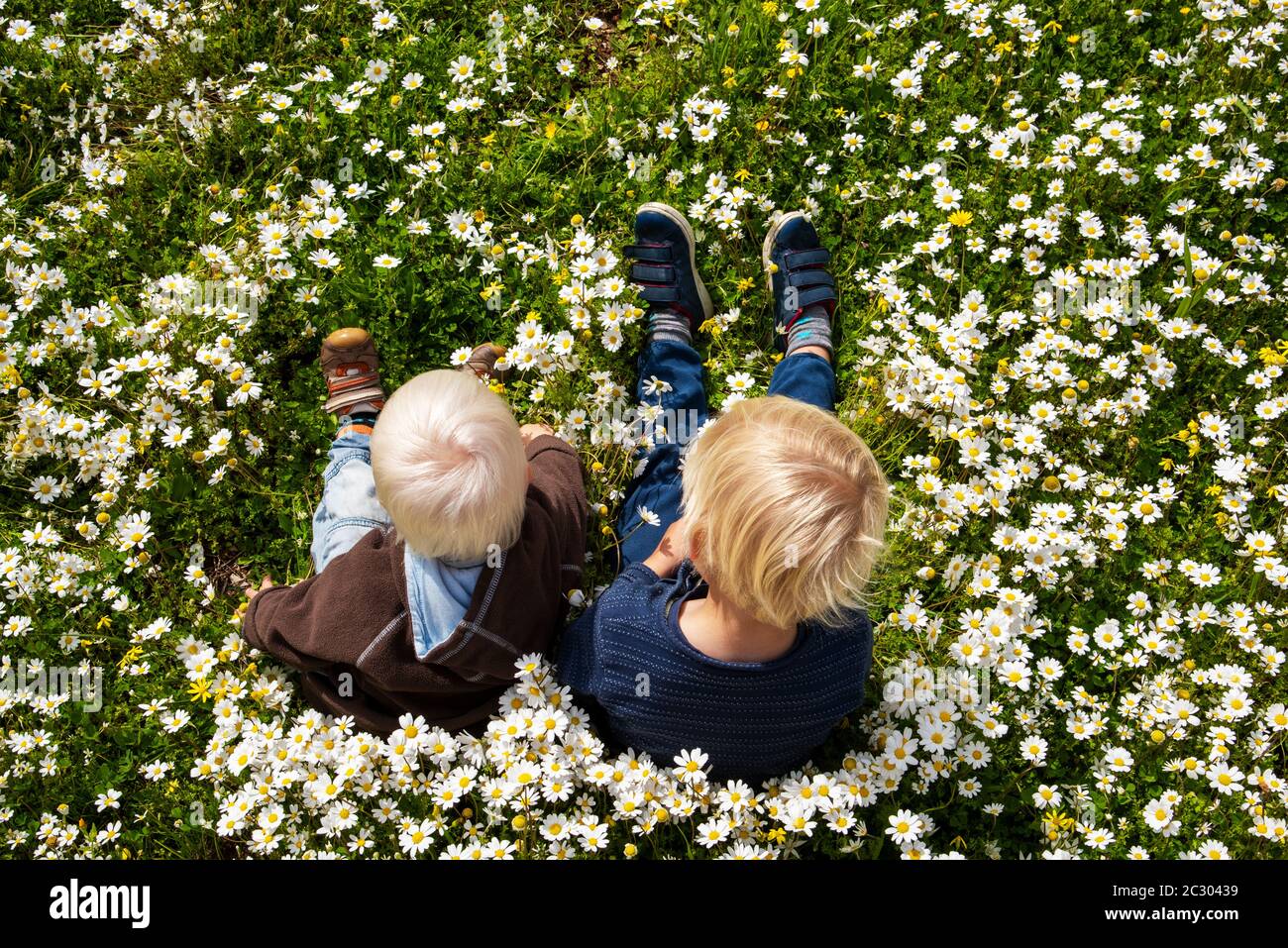 Two Blond Boys Sitting In Daisy Flower Meadow. Top View From Above ...