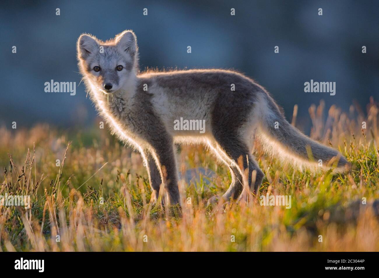 Arctic fox (alopex lagopus), young animal standing in the fjell, back ...