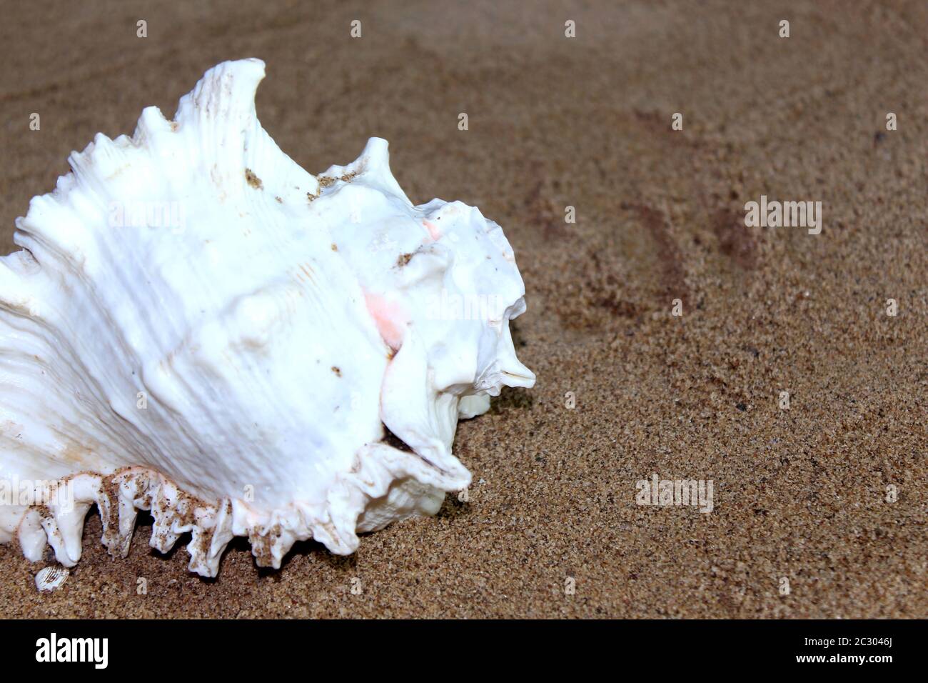 sea conch shells with sand as background, selective focus with blur ...
