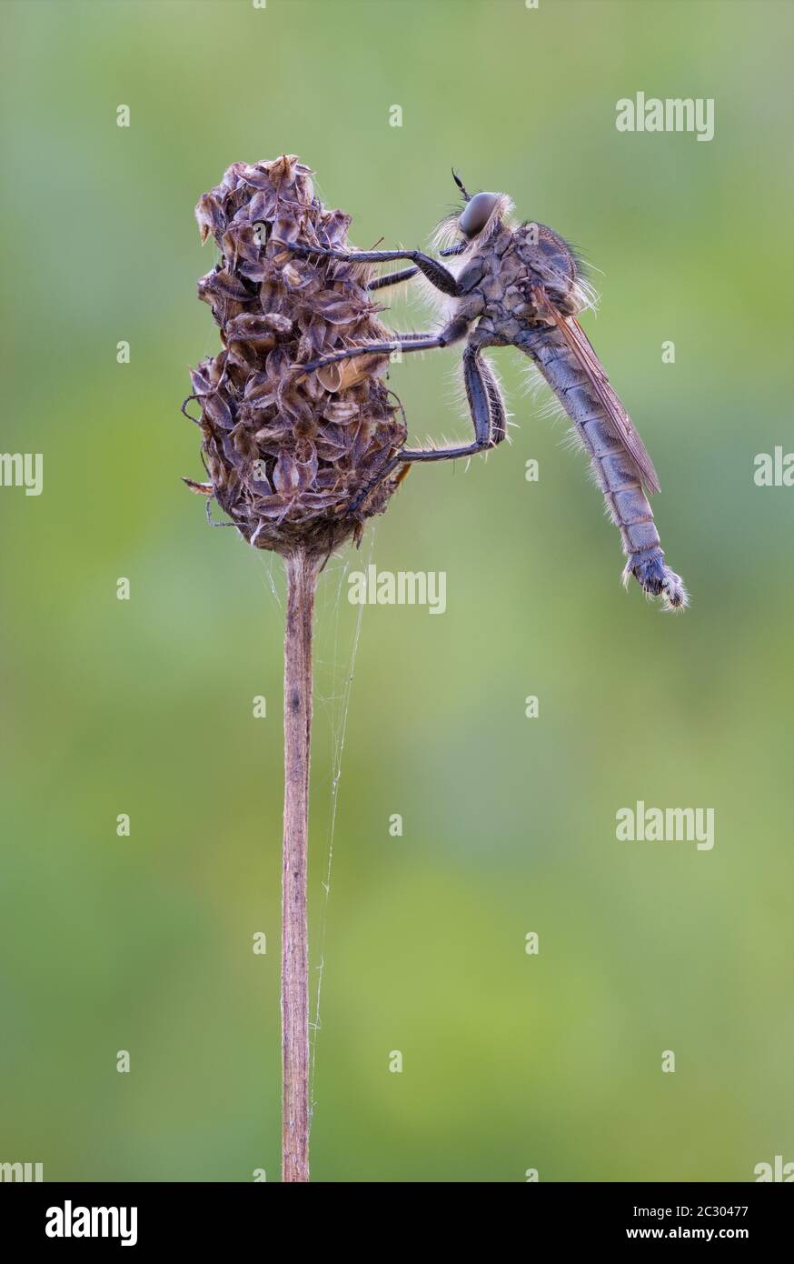 Robber fly asilidae on withered flower hi-res stock photography and ...