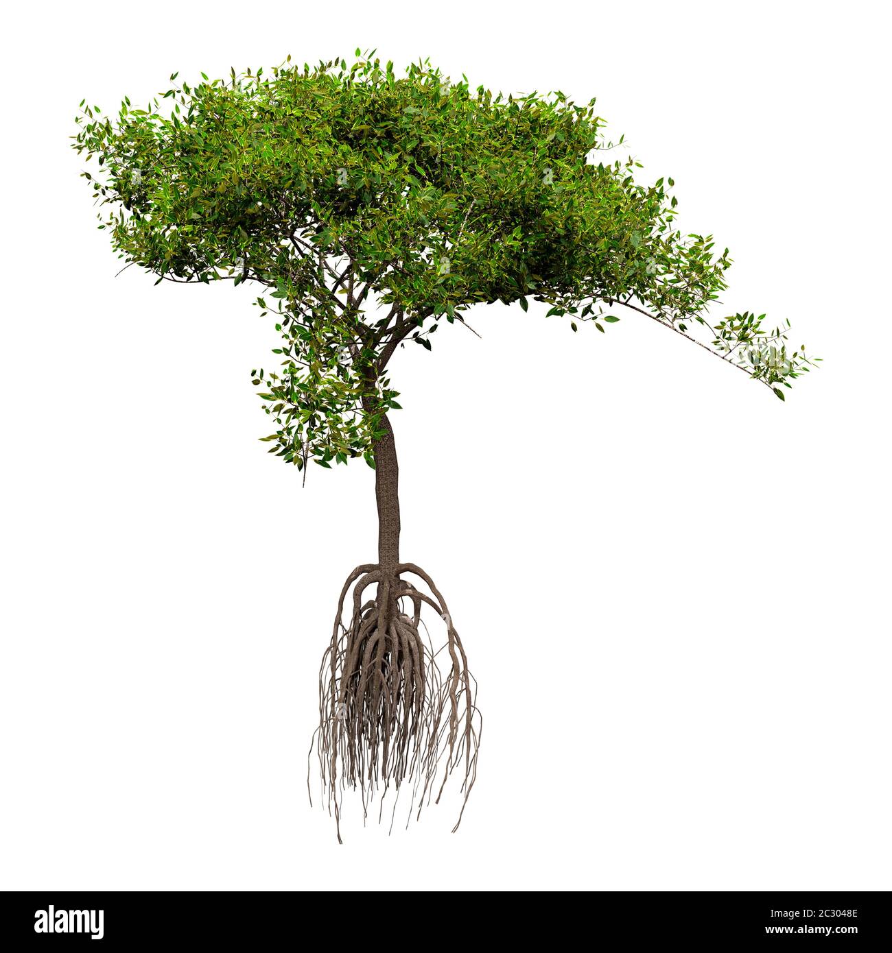 Mangrove forest Cut Out Stock Images & Pictures - Alamy