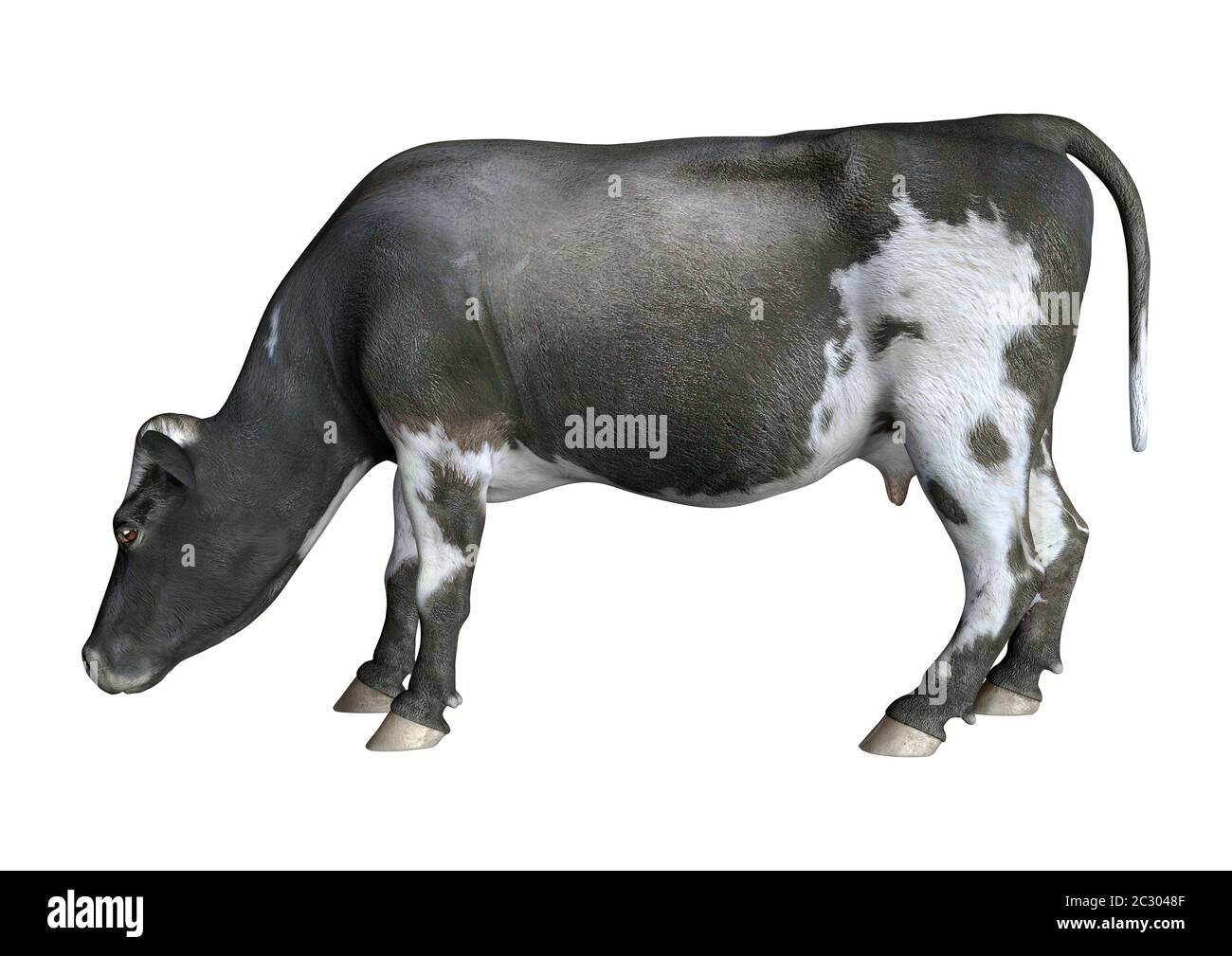 3D rendering of a cow isolated on white background Stock Photo - Alamy