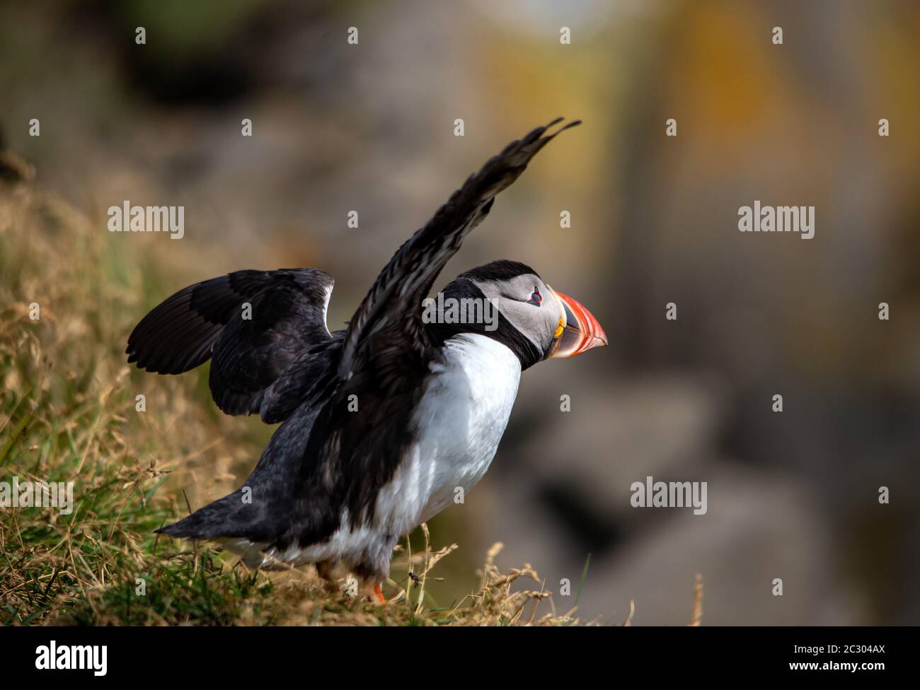 The Atlantic puffin, also known as the common puffin Stock Photo - Alamy