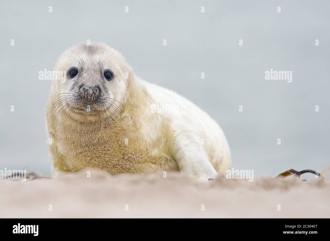 Grey seal (Halichoerus grypus), young animal, Wadden Sea National Park ...