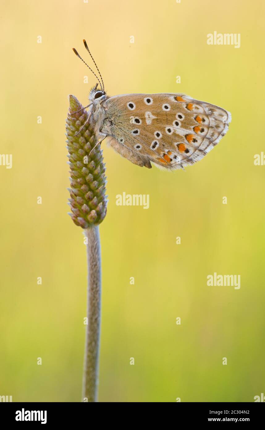 Idas blue hi-res stock photography and images - Alamy