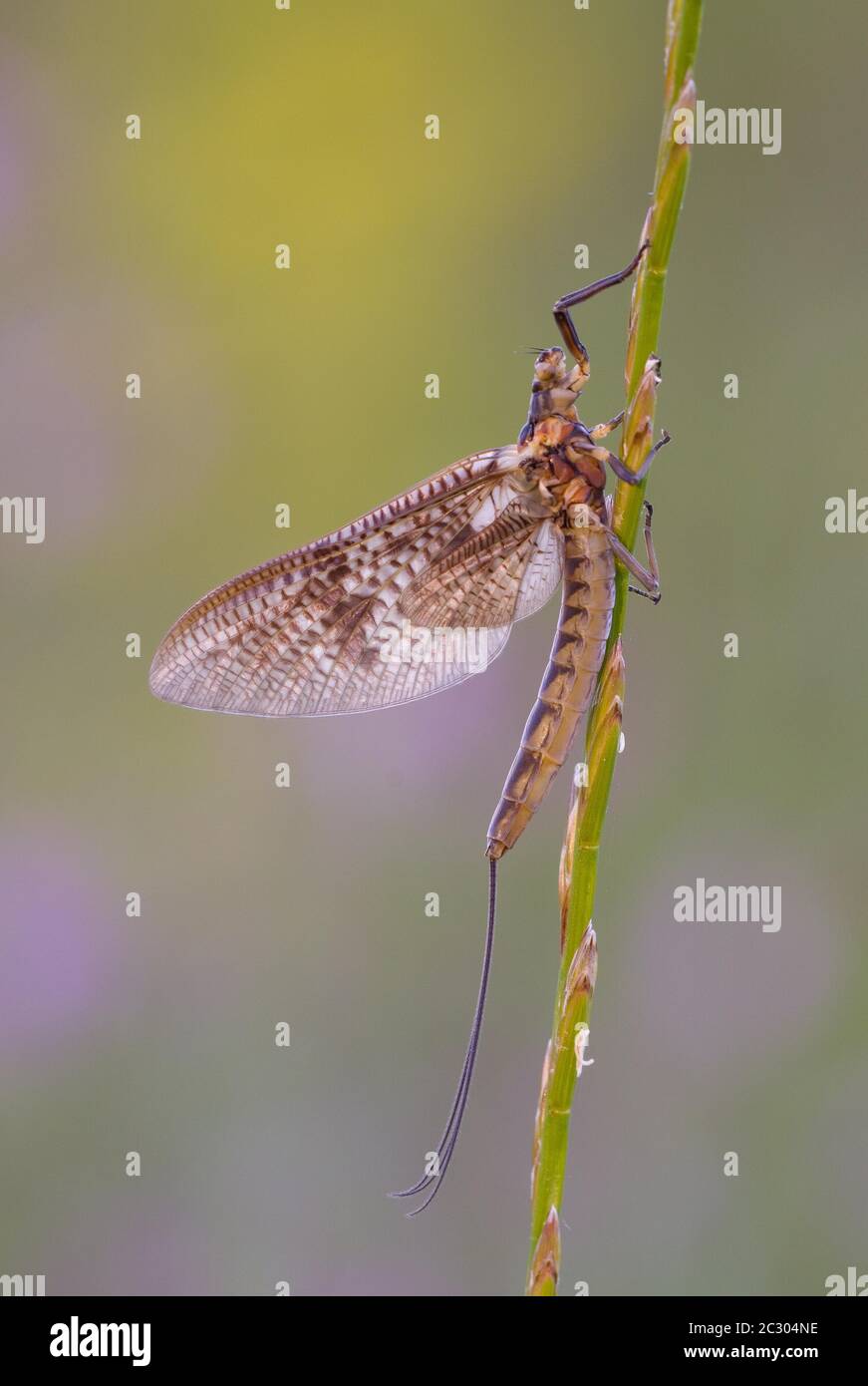 Mayfly (Ephemeroptera) sitting on an ear of grass in warm light ...