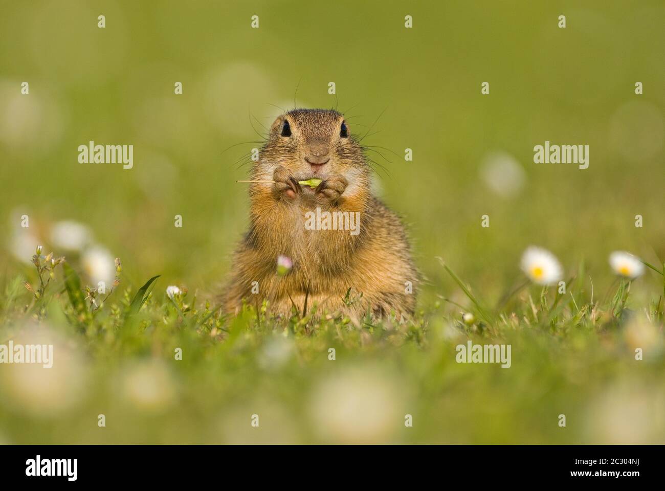 Suslik spermophilus eats in flower meadow hi-res stock photography and ...