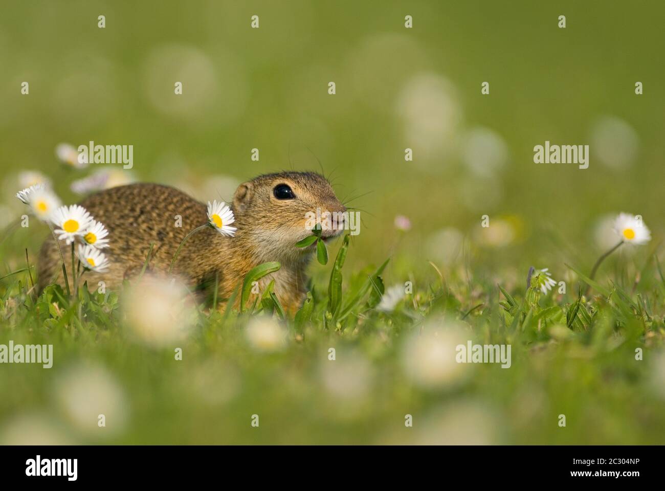 Suslik spermophilus eats in flower meadow hi-res stock photography and ...