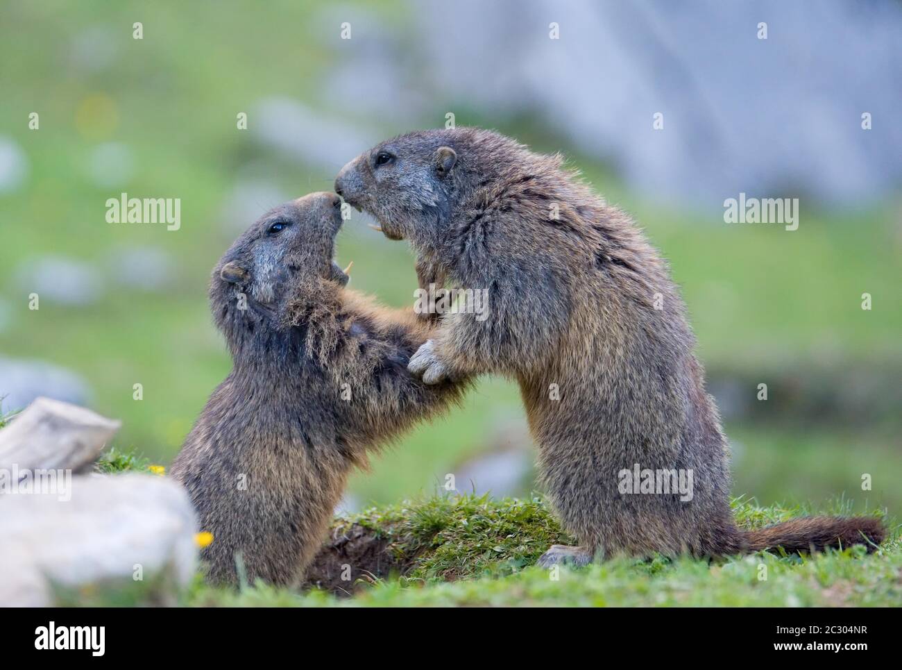 Two Alpine Marmots (Marmota marmota), young animals fighting playfully, Karwendel area, Austria ...