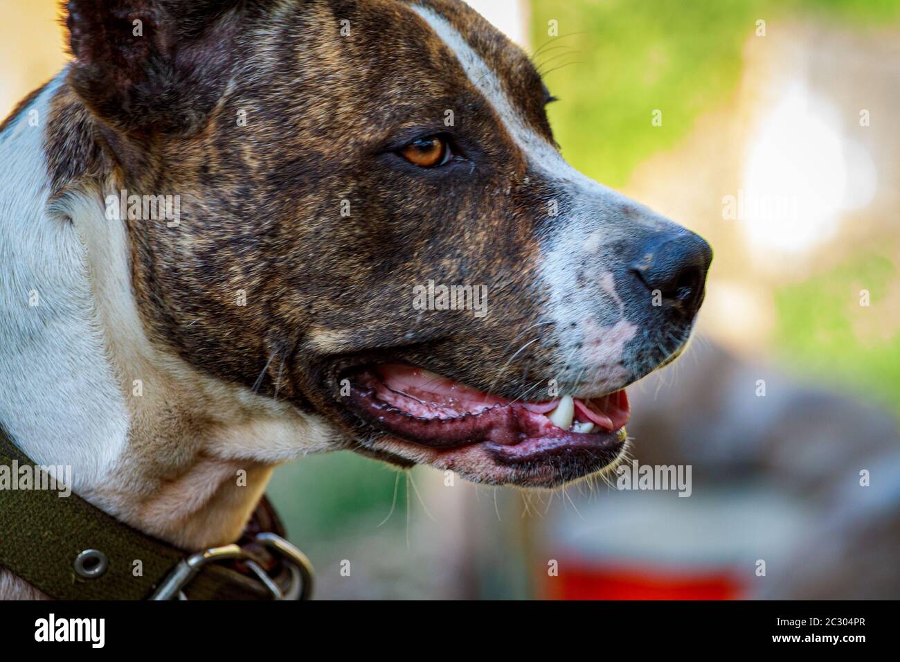 Muzzle of a large evil guard dog with large teeth close-up. The open ...