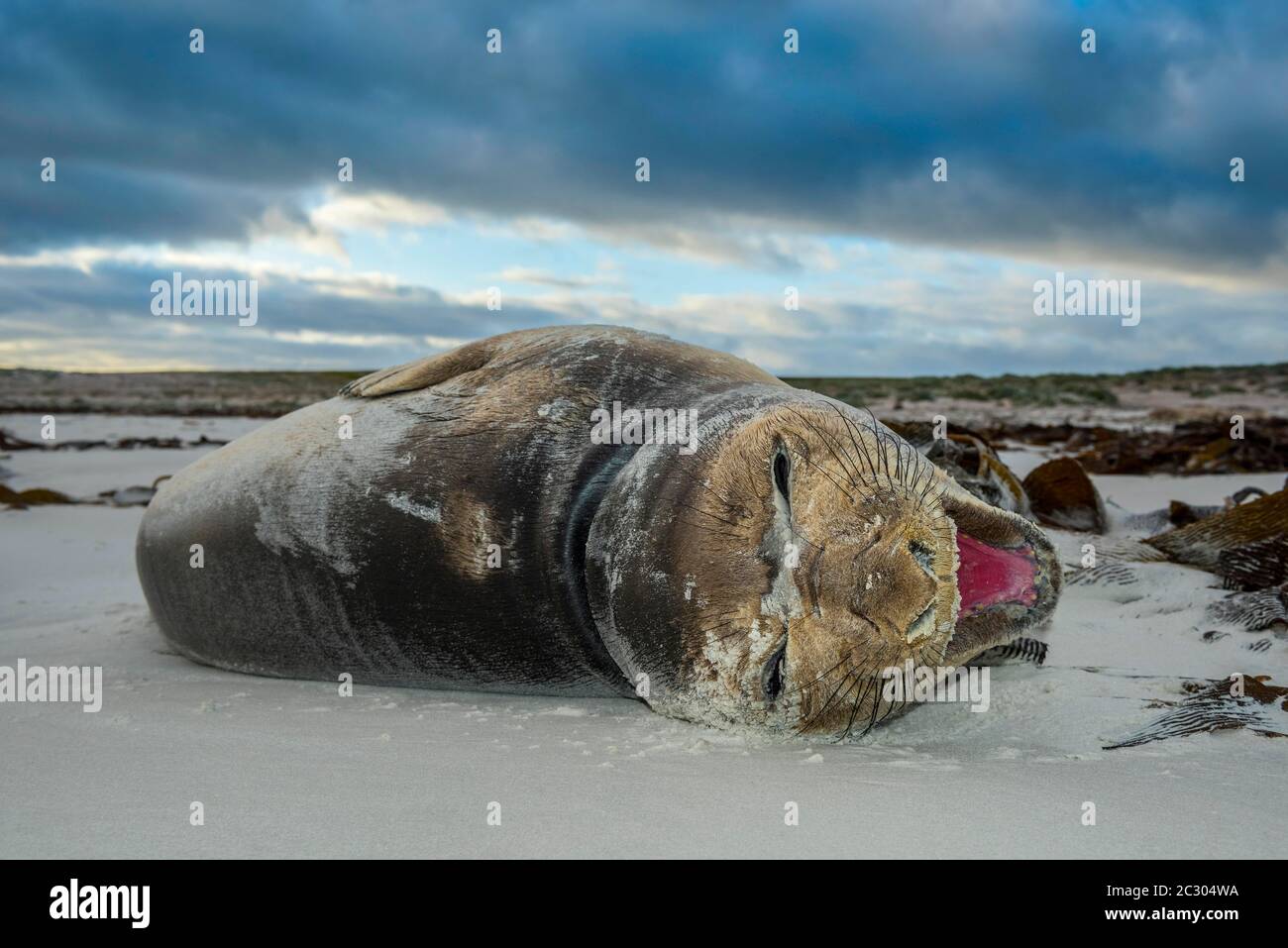 Southern elephant seal (Mirounga leonina), youngster lying on the beach ...