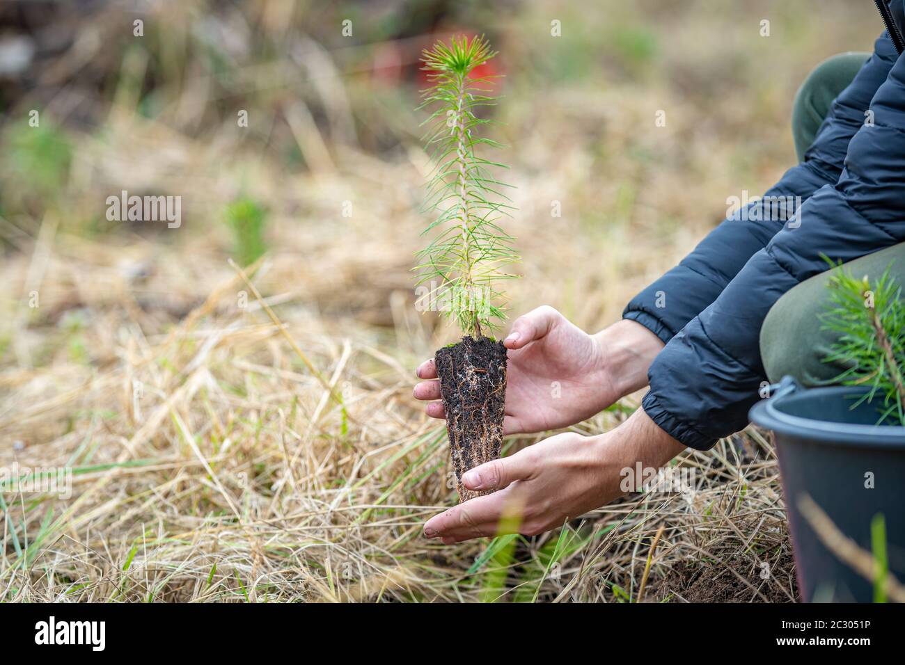 restoring a dying forest with the help of planting new trees Stock ...