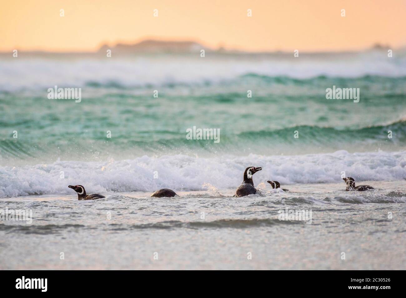 One group Magellanic penguins (Spheniscus magellanicus) in the surf ...