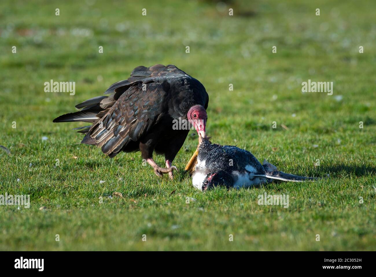 Turkey vulture (Cathartes aura) on the carcass of a Gentoo penguin ...