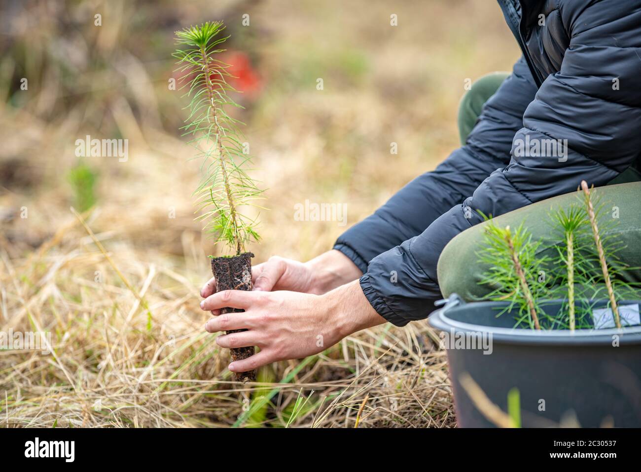 young trees with spices for forest recovery Stock Photo - Alamy