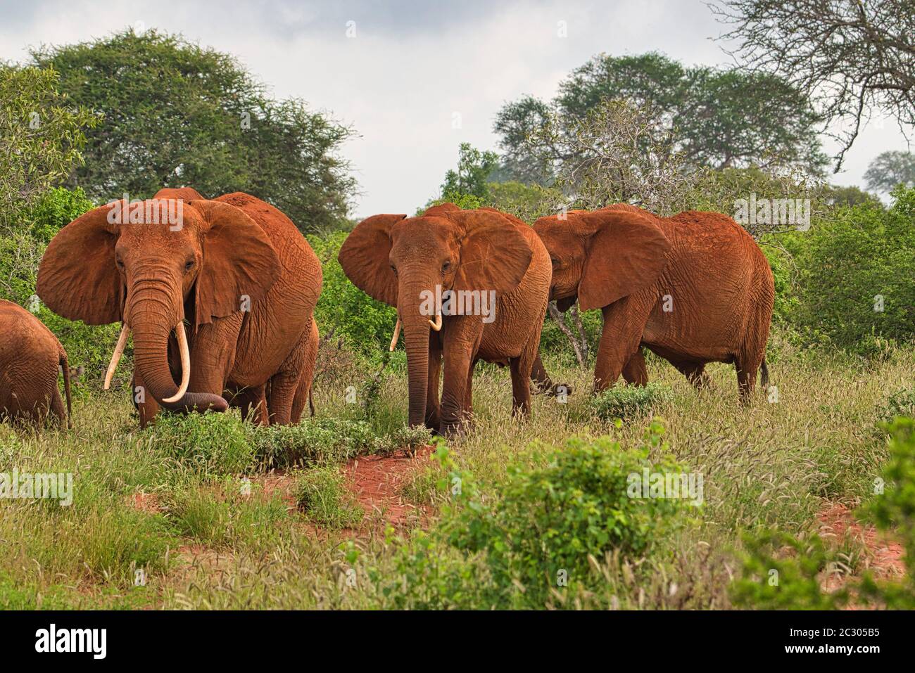 Elephants in the Tsavo East and Tsavo West National Park in Kenya Stock ...