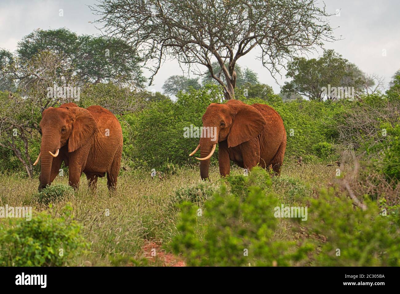 Elephants in the Tsavo East and Tsavo West National Park in Kenya Stock ...