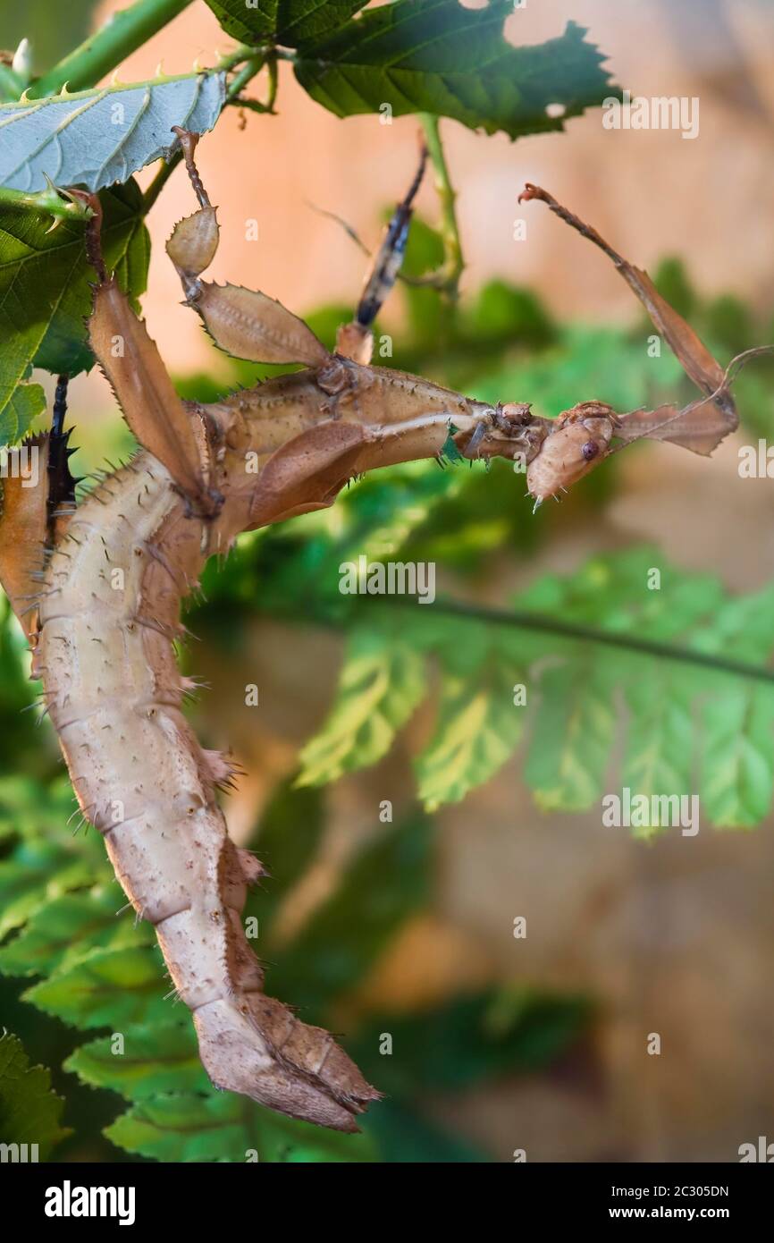 Ghost insect (Phasmatodea, Syn. Phasmida Stock Photo - Alamy