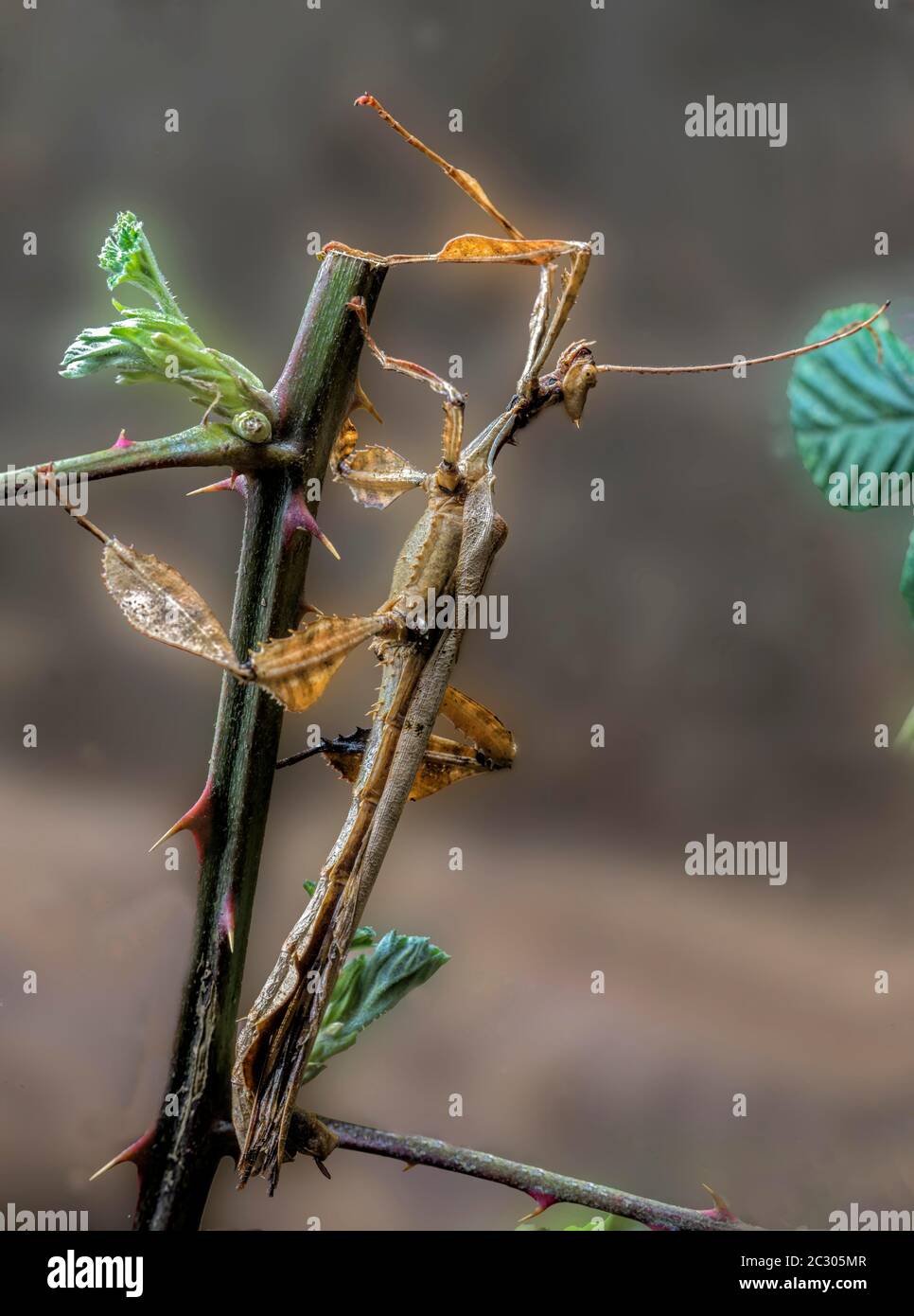 Ausstralian ghost insect (Phasmatodea, Syn. Phasmida Stock Photo - Alamy