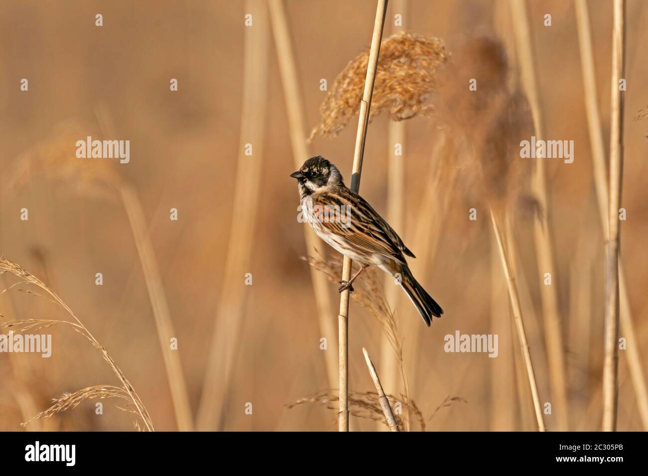 Reed bunting (Emberiza schoeniclus), sitting on a stalk in reeds ...