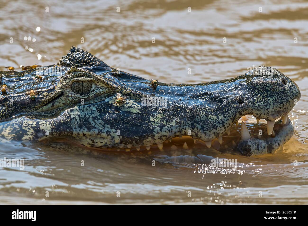 Krokodil brasilien hi-res stock photography and images - Alamy