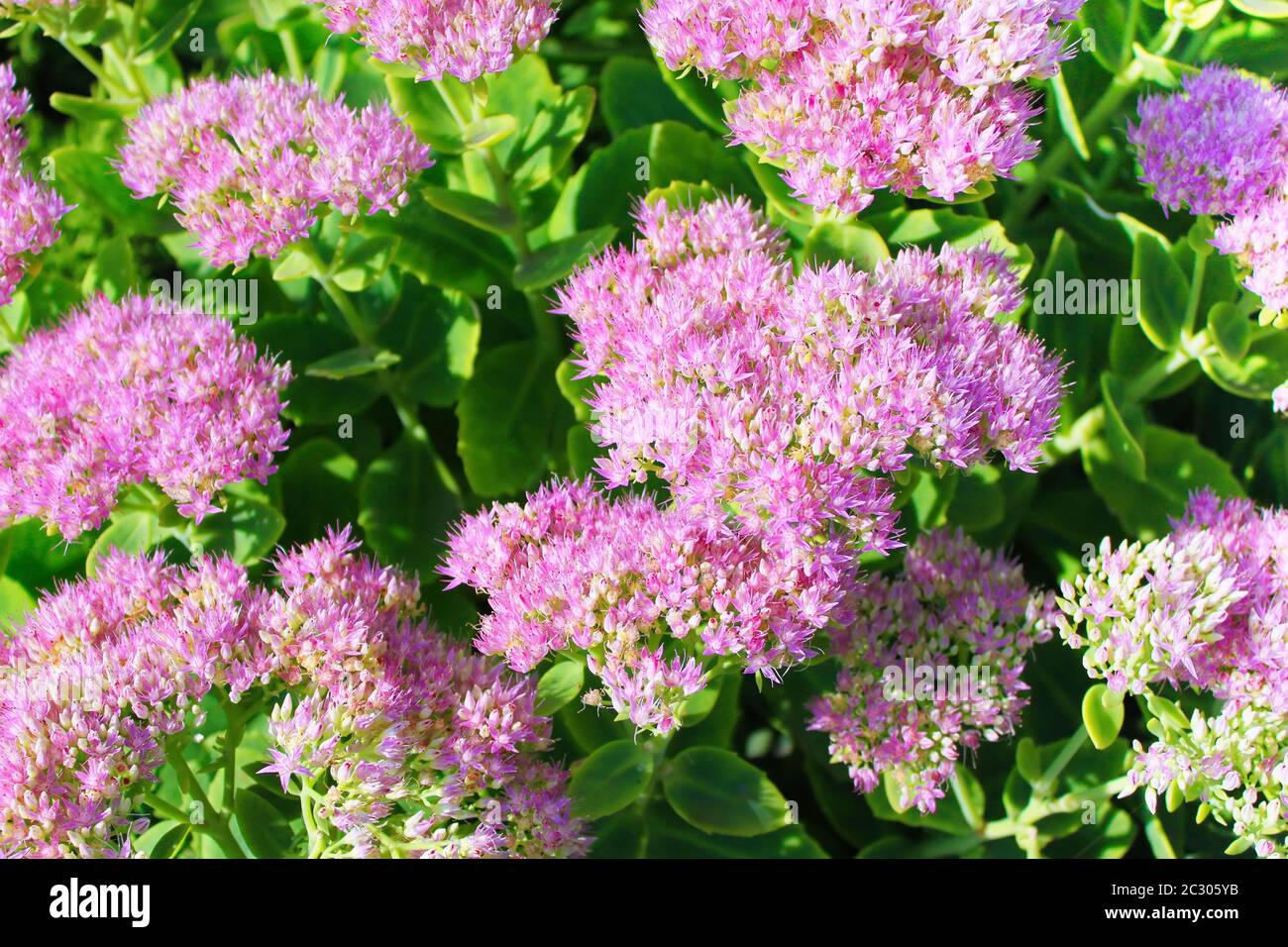 Live Forever Plant High Resolution Stock Photography and Images - Alamy