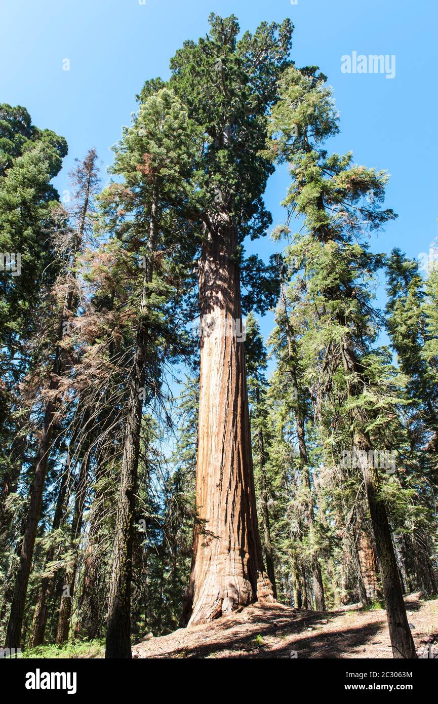 Giant sequoia (Sequoiadendron giganteum) in Forest Community, General ...